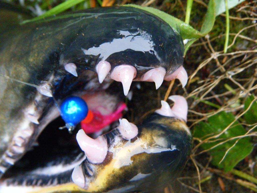 Fishing Report 11-13